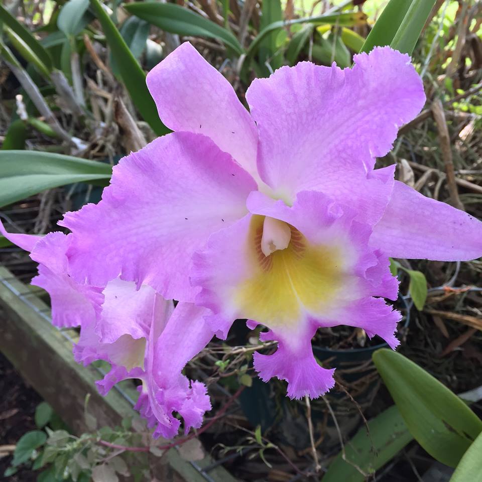 Orchidglade - Orchids - Orchid Trail