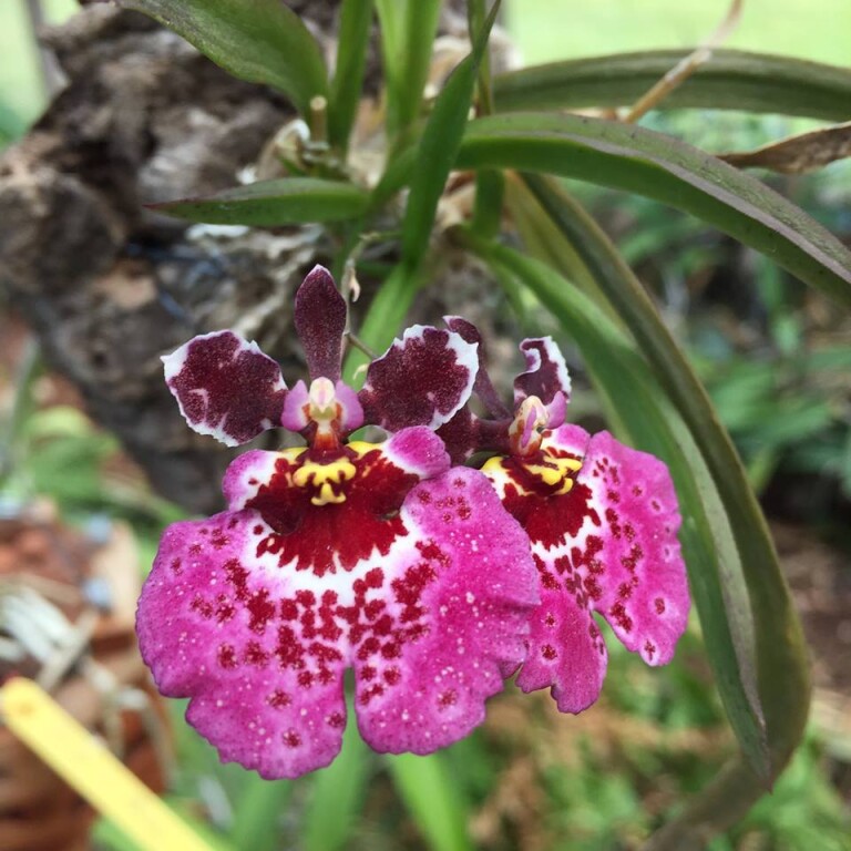 Tolumnia - Orchids - Orchid Trail