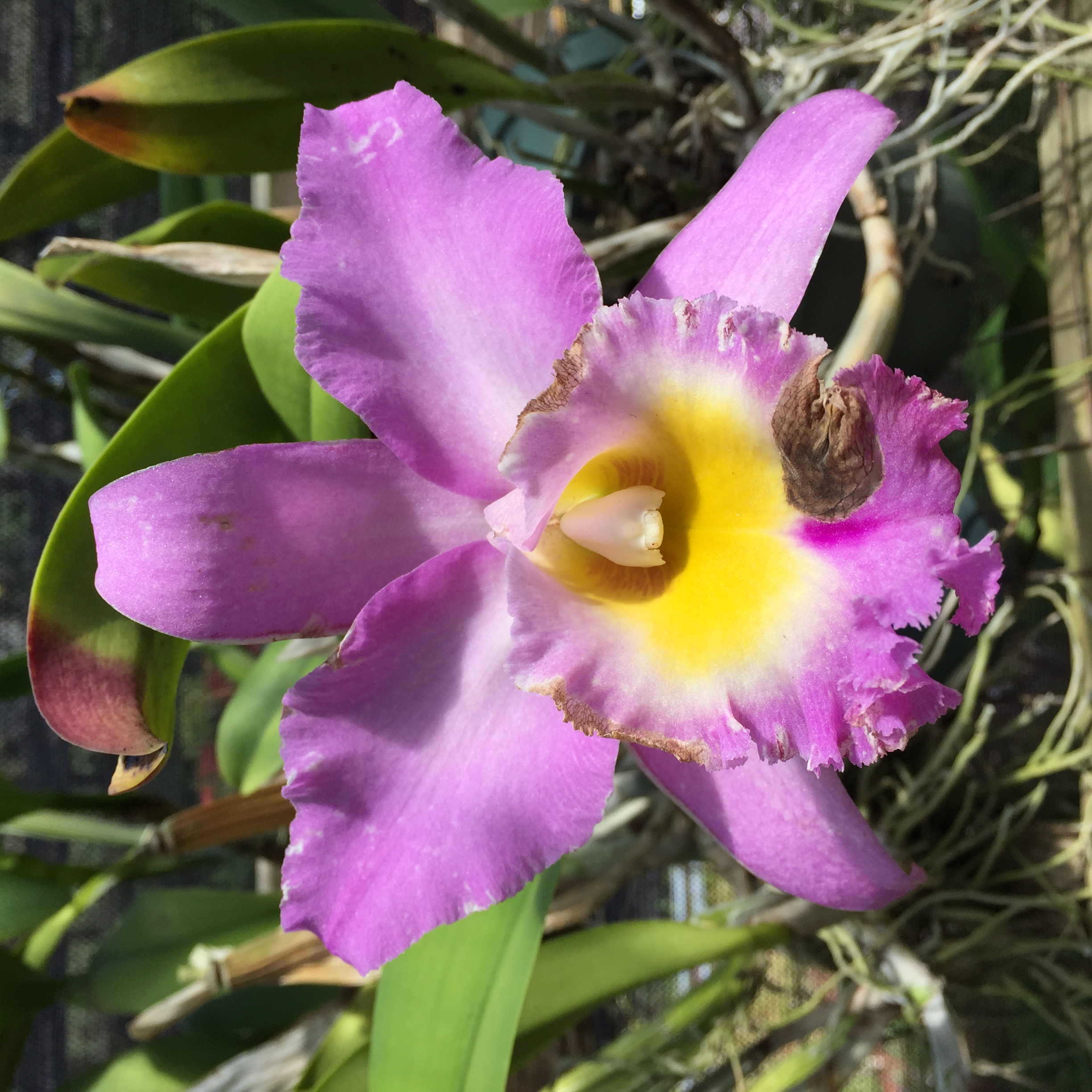 Orchidglade - Orchids - Orchid Trail