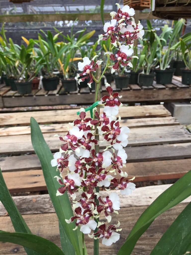 Sharry Baby - Orchids - Orchid Trail